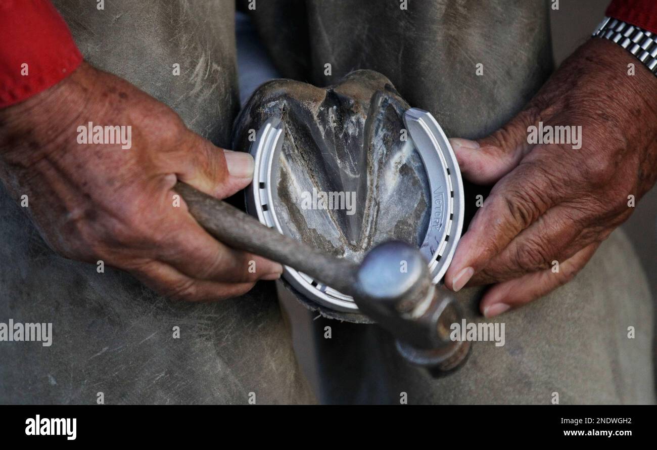 Farrier Ray Amato places a horseshoe on Trinity Run's foot at Churchill ...