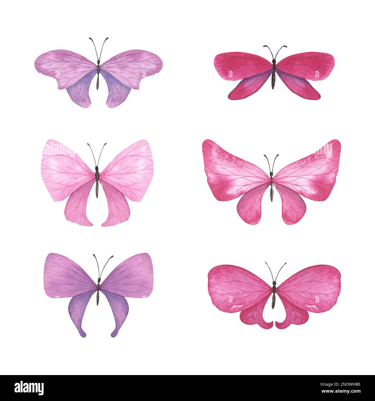 Magenta Butterfly