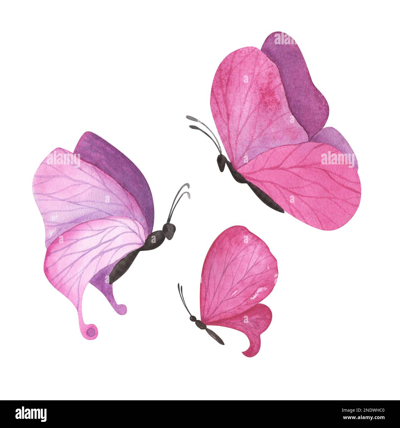 Set Magenta pink color butterfly with detailed wings isolated on white ...
