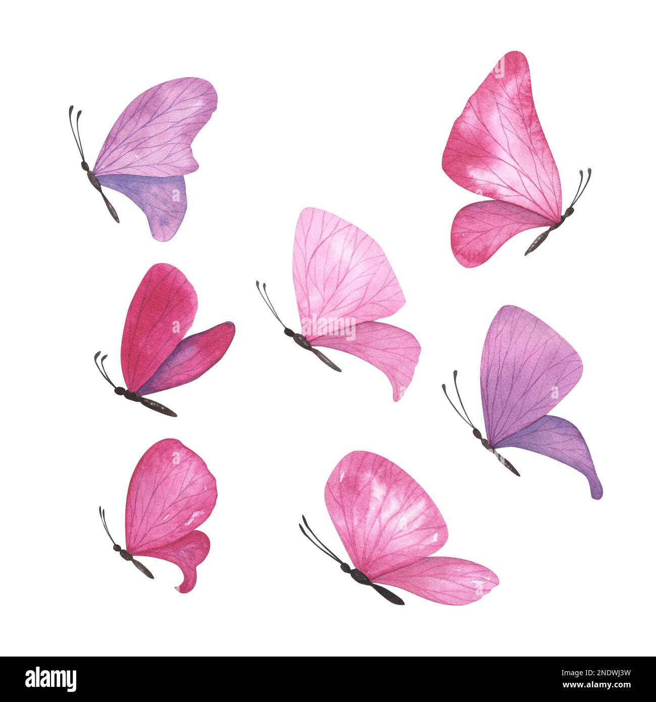 Pink purple butterfly watercolour hi-res stock photography and images ...