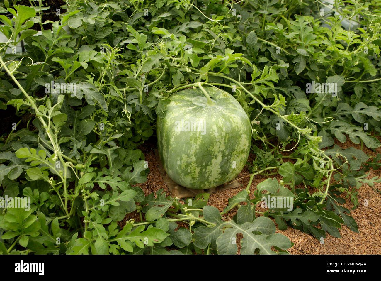 A watermelon that grew inside a square mold sits in a greenhouse in ...