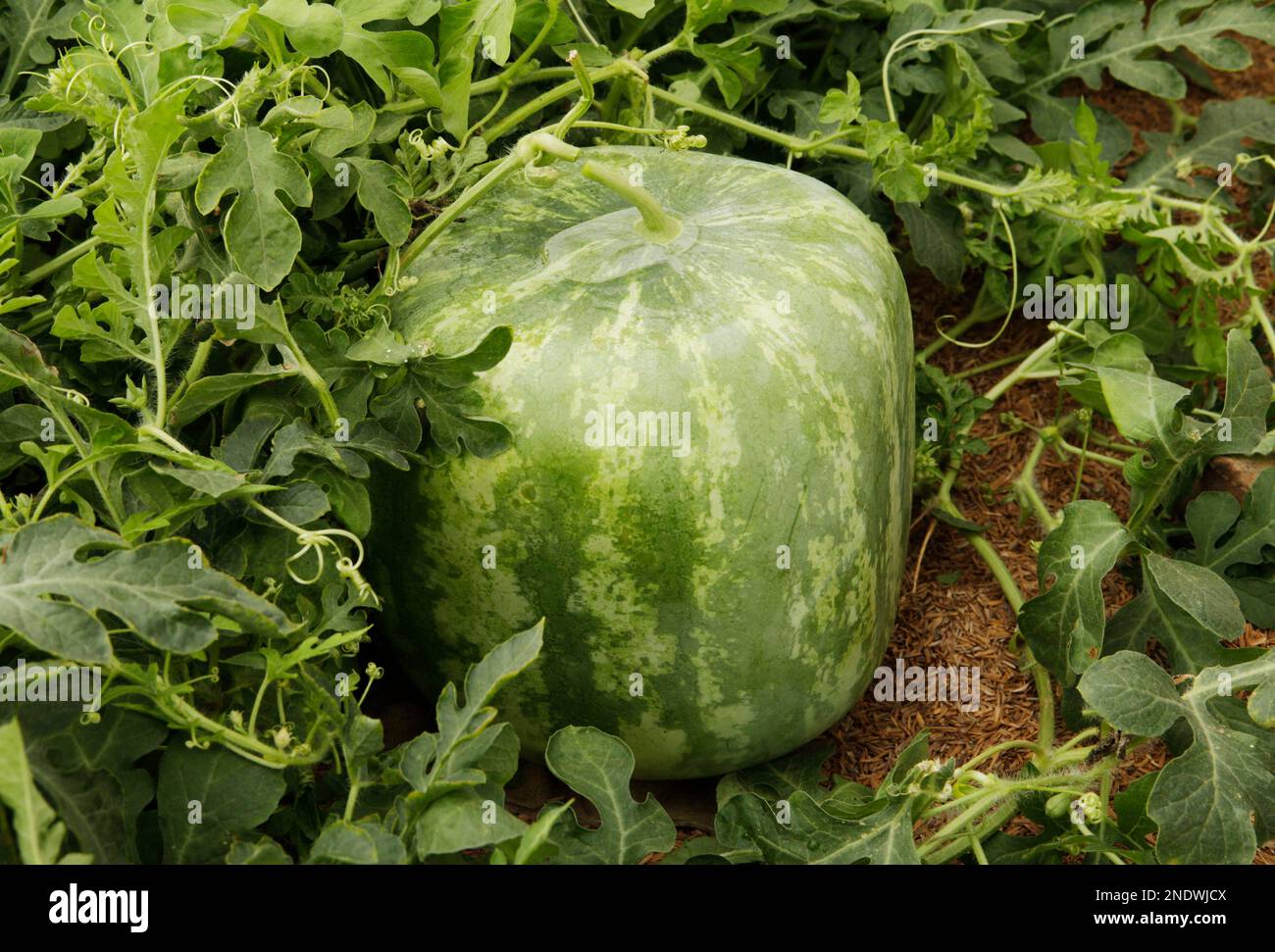 Square Watermelon Mold