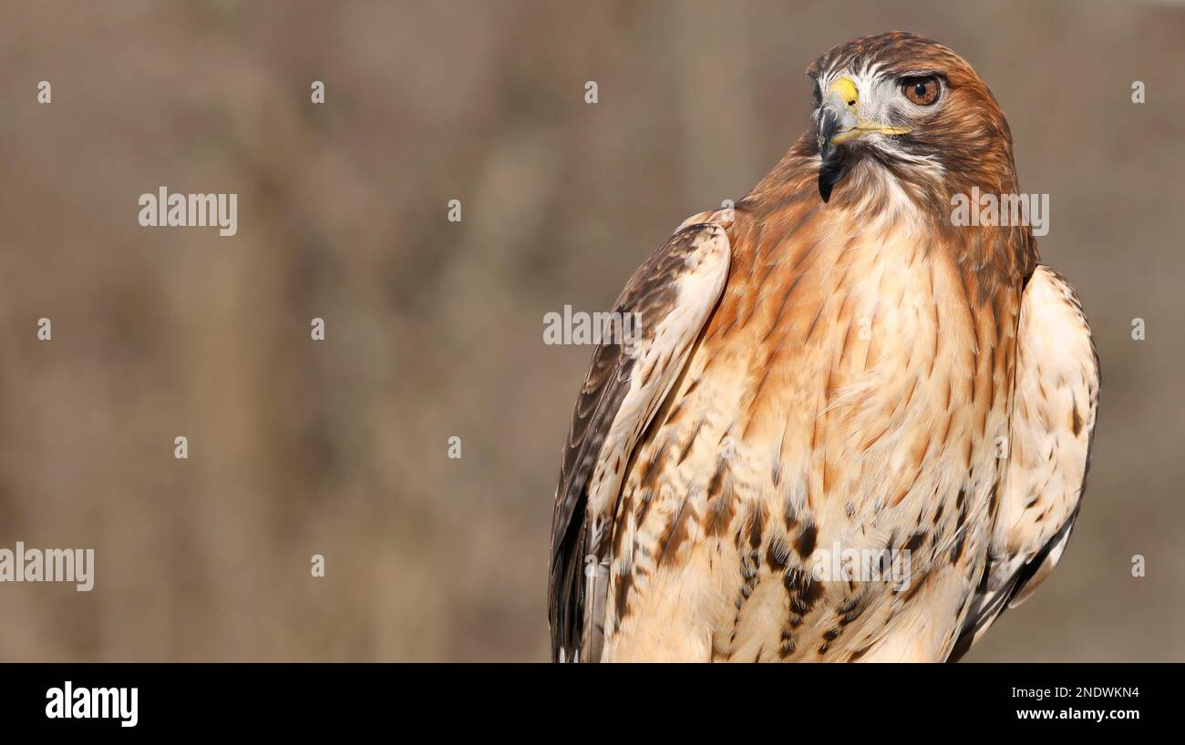Red-tailed Hawk portrait wit brown background, Quebec, Canada Stock ...