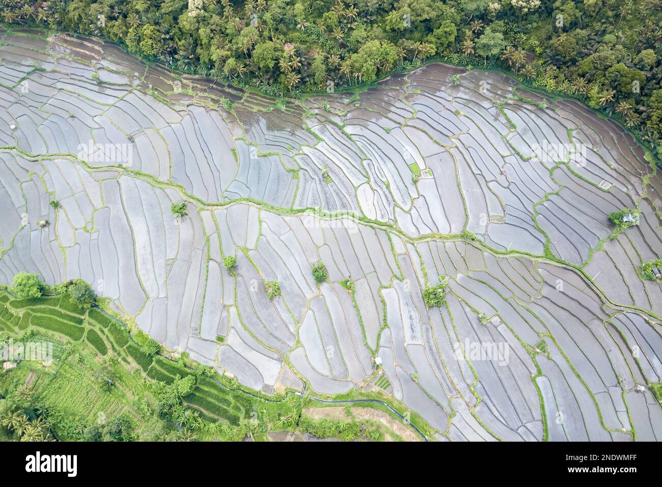 Drone aerial photograph of rice fields in Karangasem Regency, Bali ...