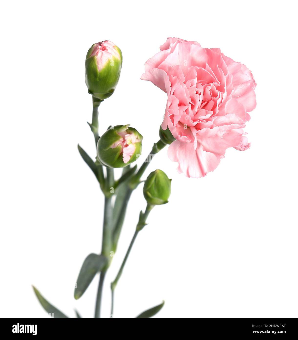 Pink carnation flowers on white background, closeup. Women's Day ...