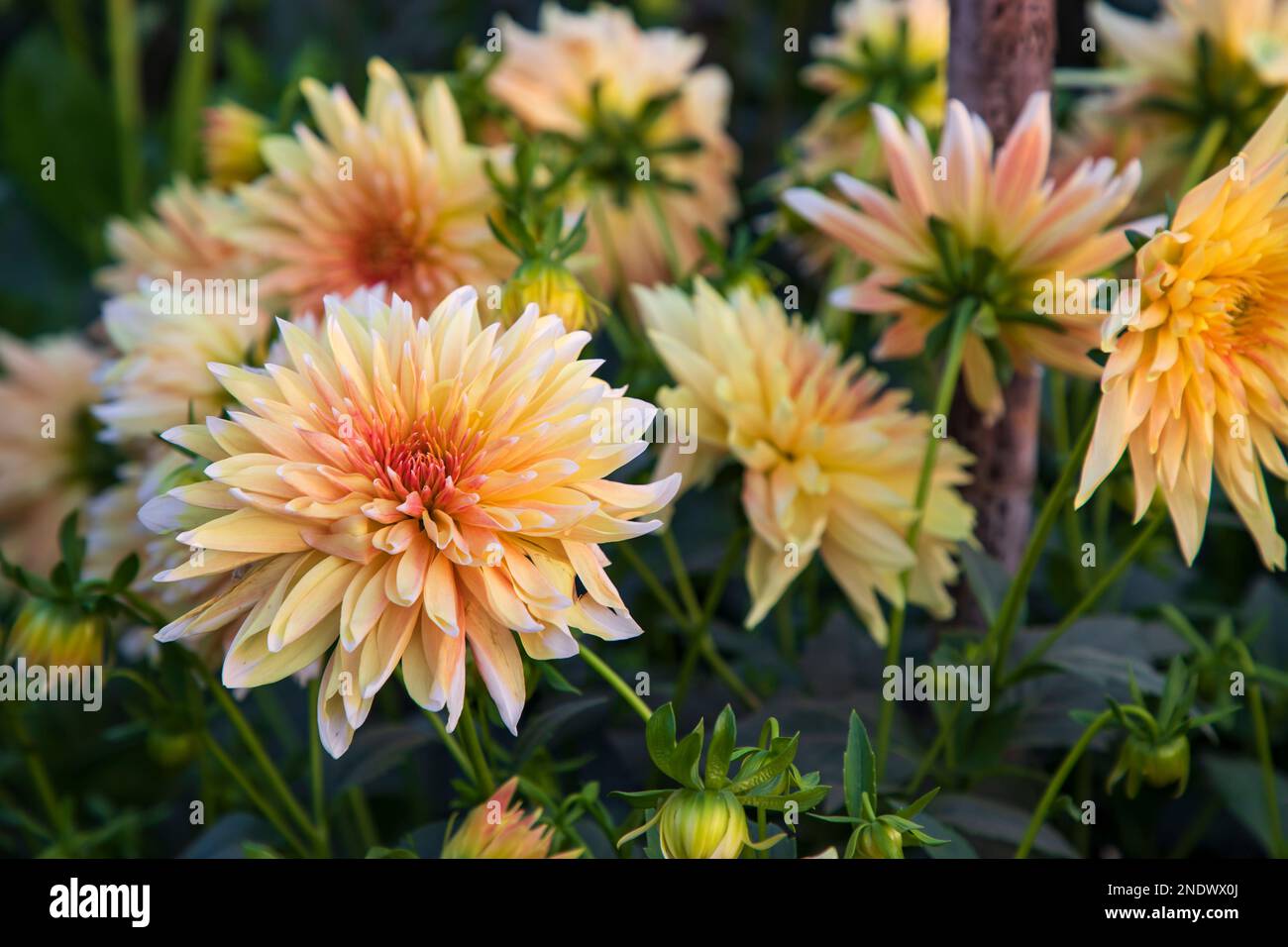 Flower dahlia tree hi-res stock photography and images - Alamy