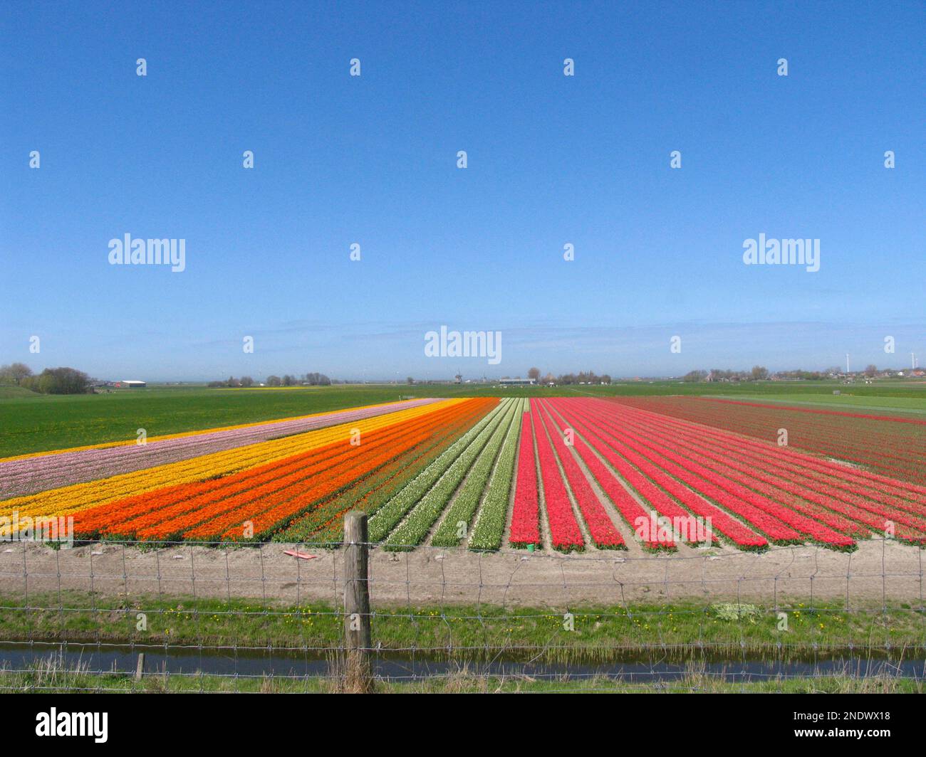 Blossoming tulip fields are seen near Krabbendam, north west ...