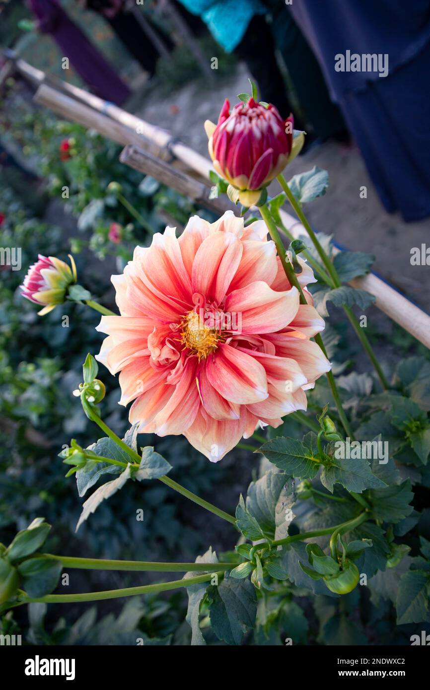 Beautiful Blooming Colorful Dahlia Flower in the Garden Tree Stock ...