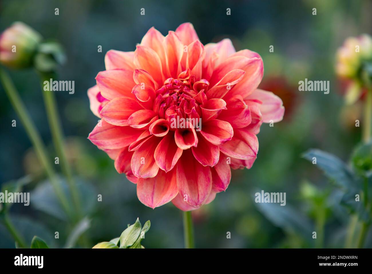 Beautiful Blooming Colorful Dahlia Flower in the Garden Tree Stock ...