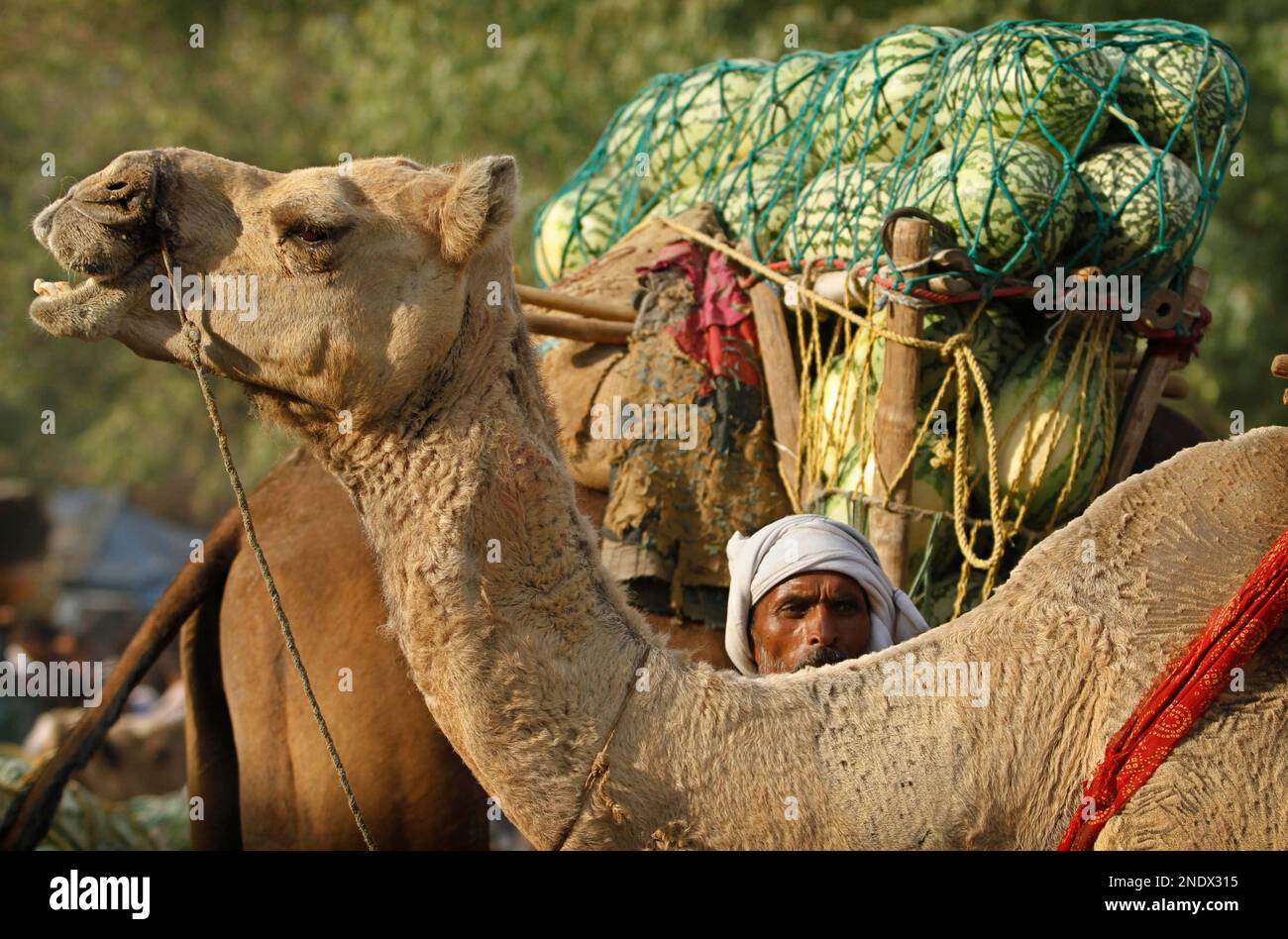 An Indian farmer sits next to his camel while transporting watermelons ...