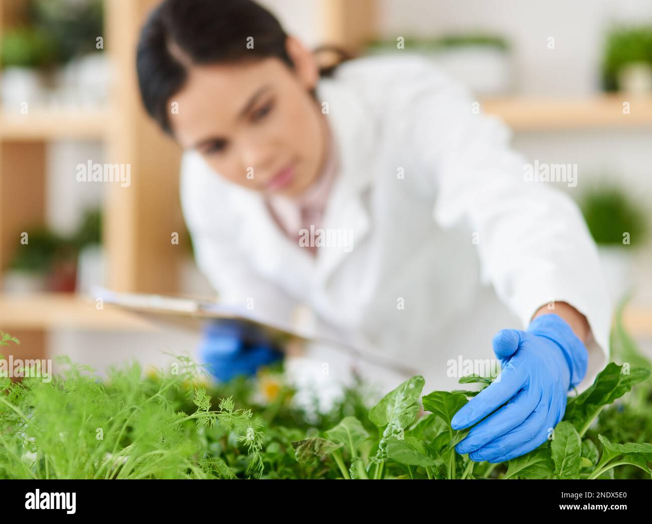 Monitoring the growth of her crops. a young scientist working with ...