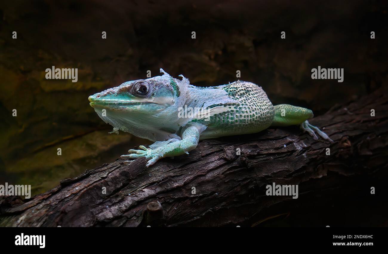Green basilisk (Basiliscus plumifrons) or lizard helmet-bearing ...