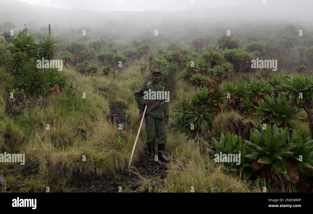 In this March 30, 2010 photo, park ranger Godefroy Mobutirwaki pauses ...