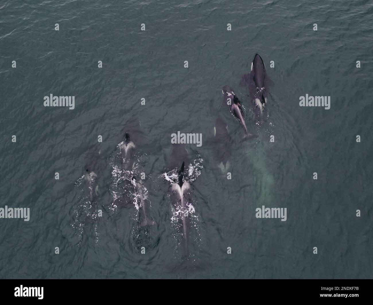 An aerial view of whales swimming in sea Stock Photo - Alamy