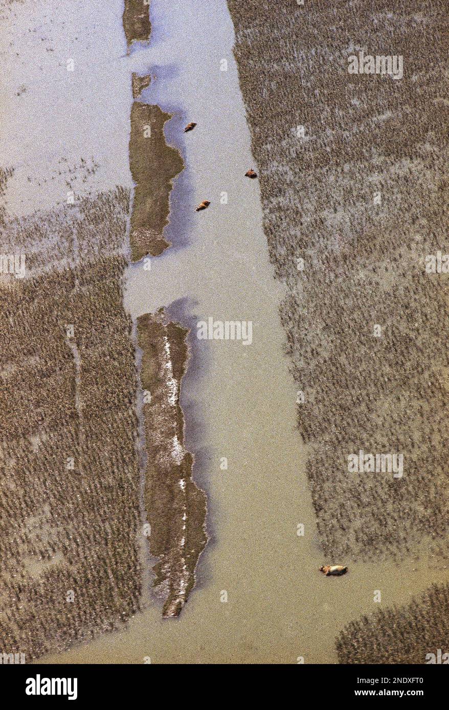Dead cattle lie in a flooded field following the cyclone which hit the ...