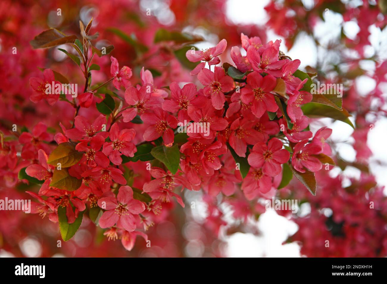 Red Chinese flowering crab-apple blooming, close-up pictures Stock ...