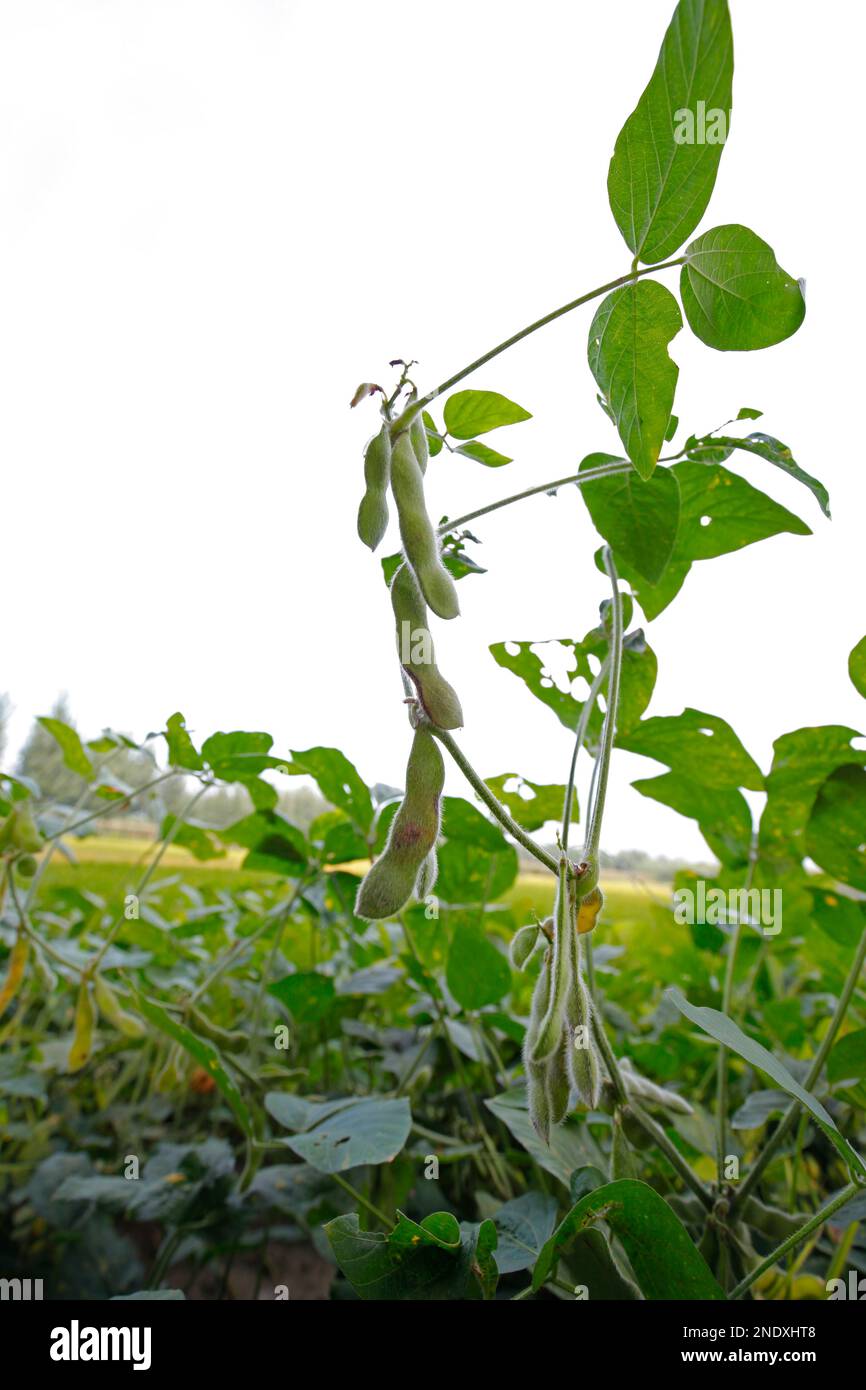Green beans grow in the wild Stock Photo - Alamy