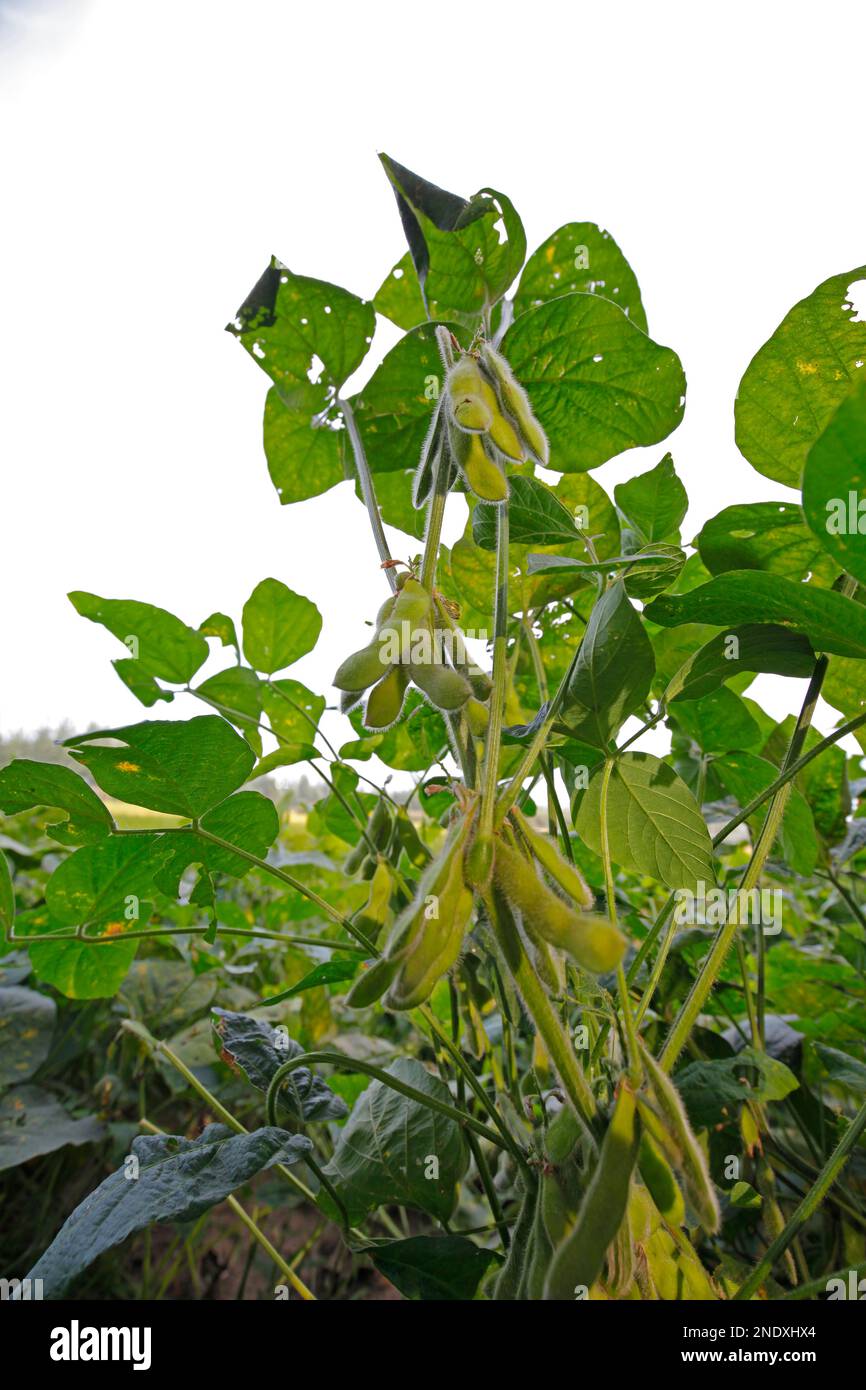 Green beans grow in the wild Stock Photo - Alamy