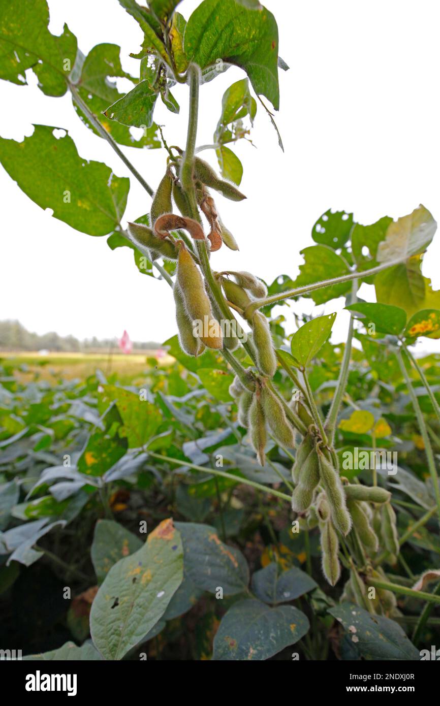 Green beans grow in the wild Stock Photo - Alamy