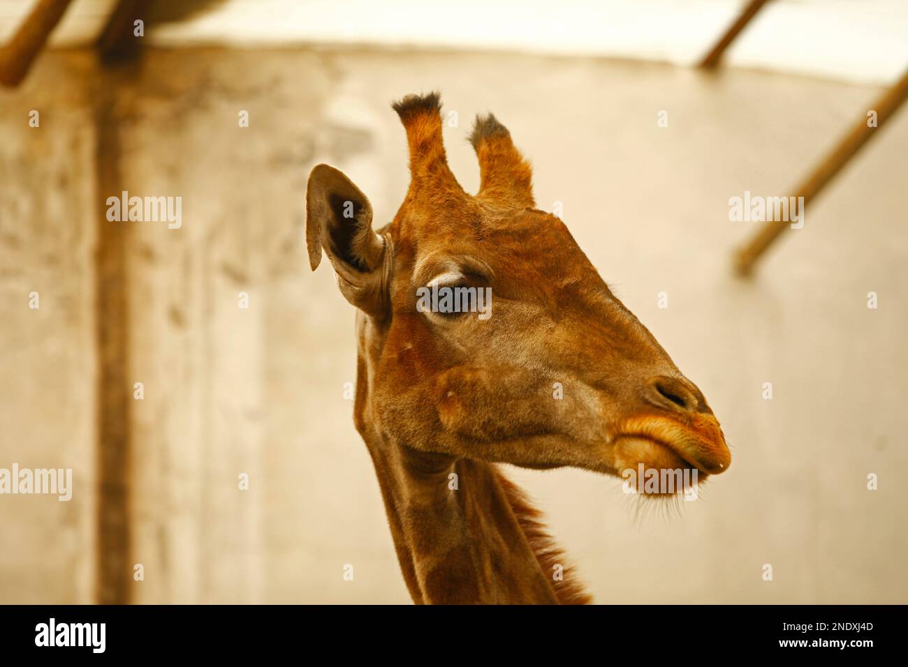 The giraffe's head features Stock Photo - Alamy