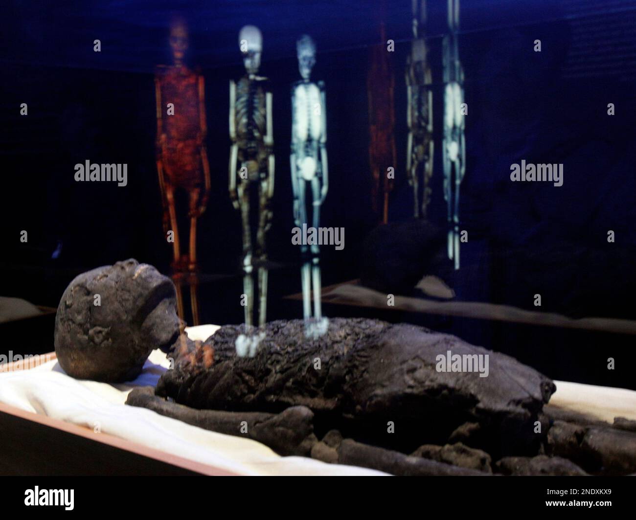 Photos of body scans of King Tut are reflected on the display case ...