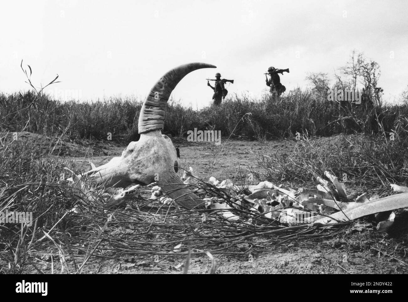 American infantrymen pass the skull and bones of a water buffalo as ...