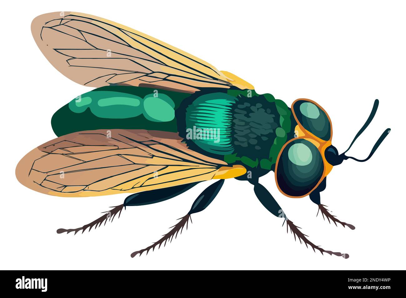 disgusting dung fly. green winged insect. flat vector illustration ...