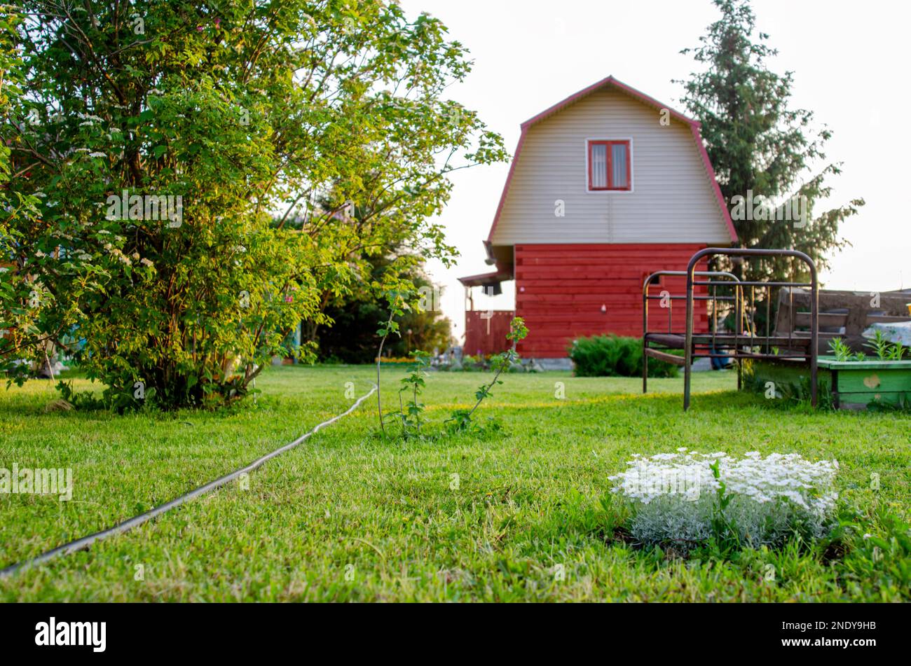 Small white flowers grow on the lawn in the garden plot against the ...