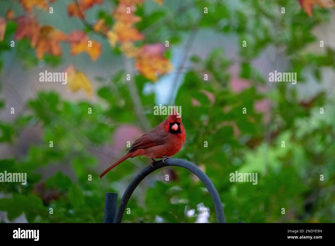 A beautiful male red cardinal (Cardinalidae) resting outdoors on the ...