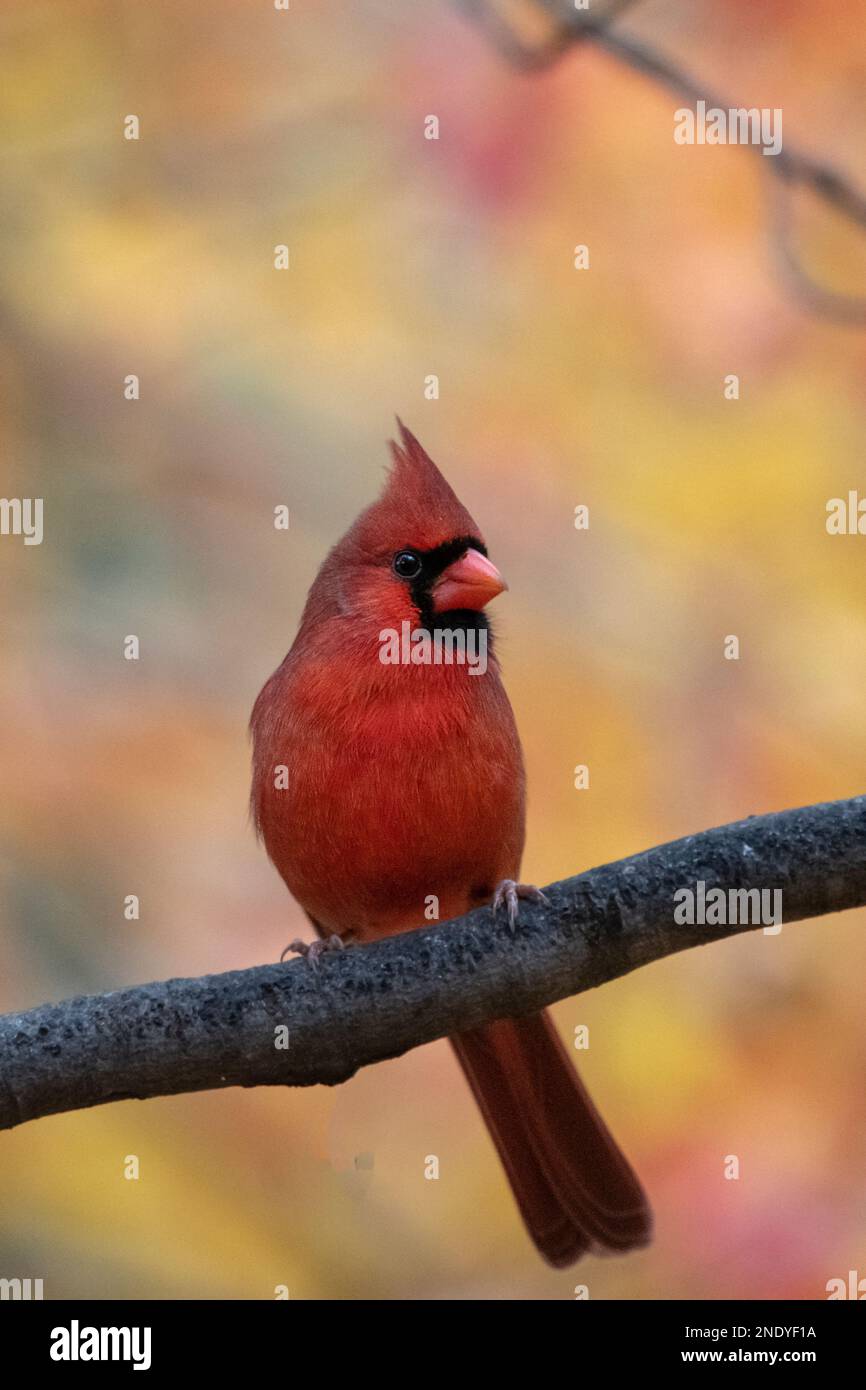 A vertical of a beautiful male red cardinal (Cardinalidae) resting ...
