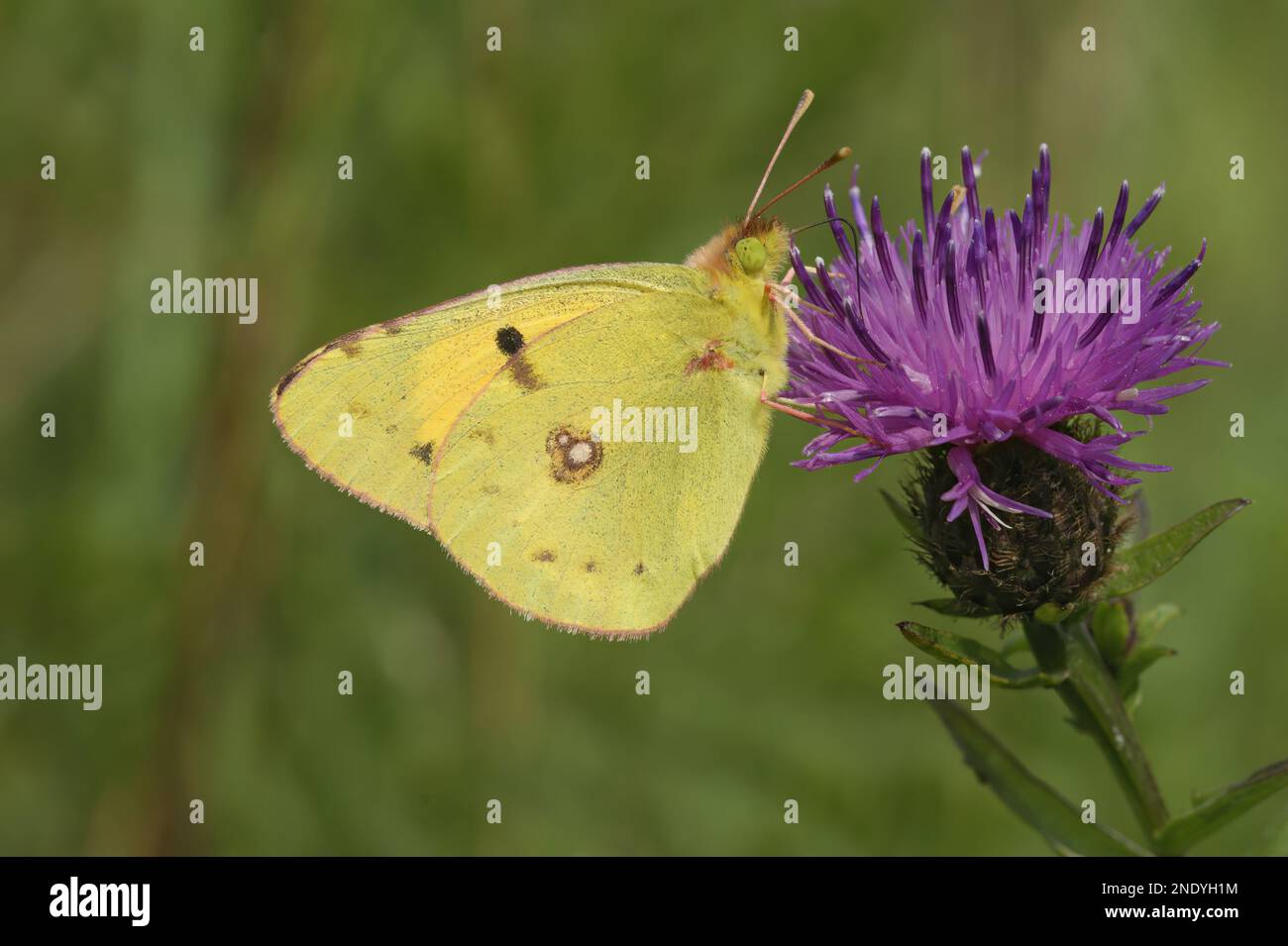 Natural closeup on the Clouded Yellow, Colias croceus, butterfly with ...