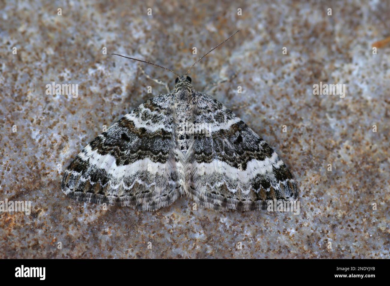 Detailed closeup on a common or white-banded toothed carpet geometer ...