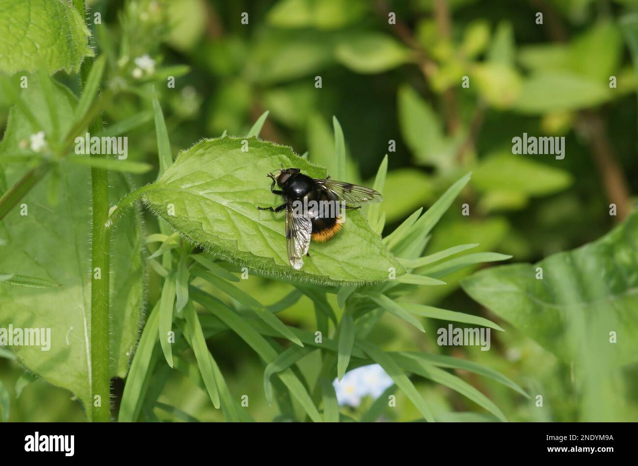 Natural closeup on a dark form of the bumblebee mimicking plumehorn ...