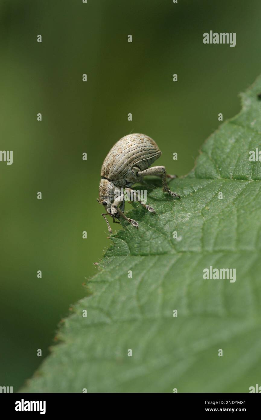 Natural vertical closeup on a small grey weevil beetle, Philopedon ...