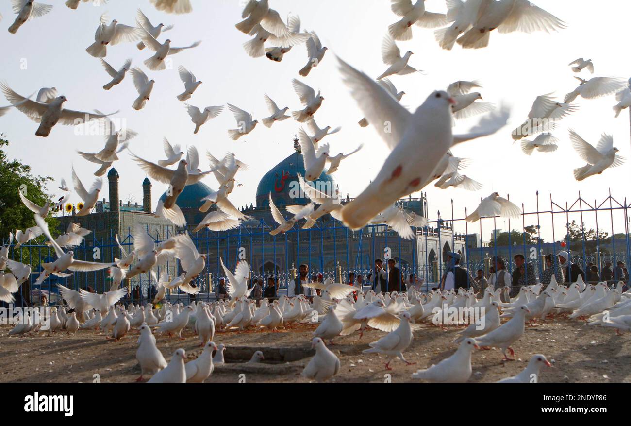 Pigeons are seen outside the Blue Mosque, Afghanistan's most ...
