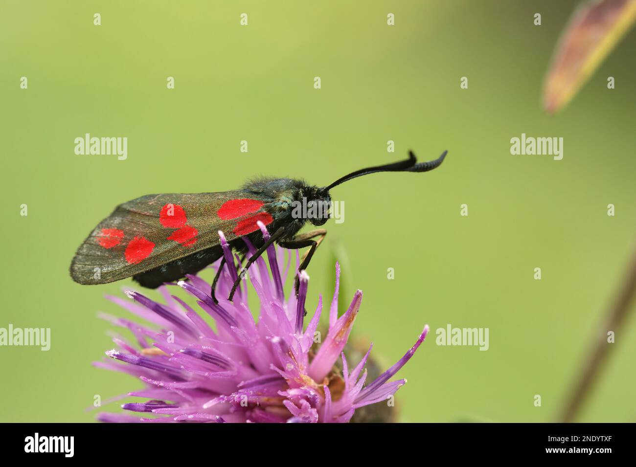 Natural closeup on a colorful diurnal six spotted burnet moth, Zygaena ...