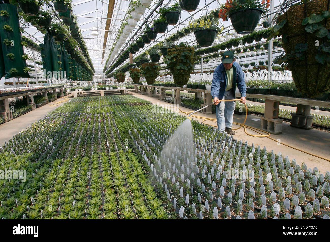 Ken Paquette waters seedlings at Paquette Full of Posies nursery in ...