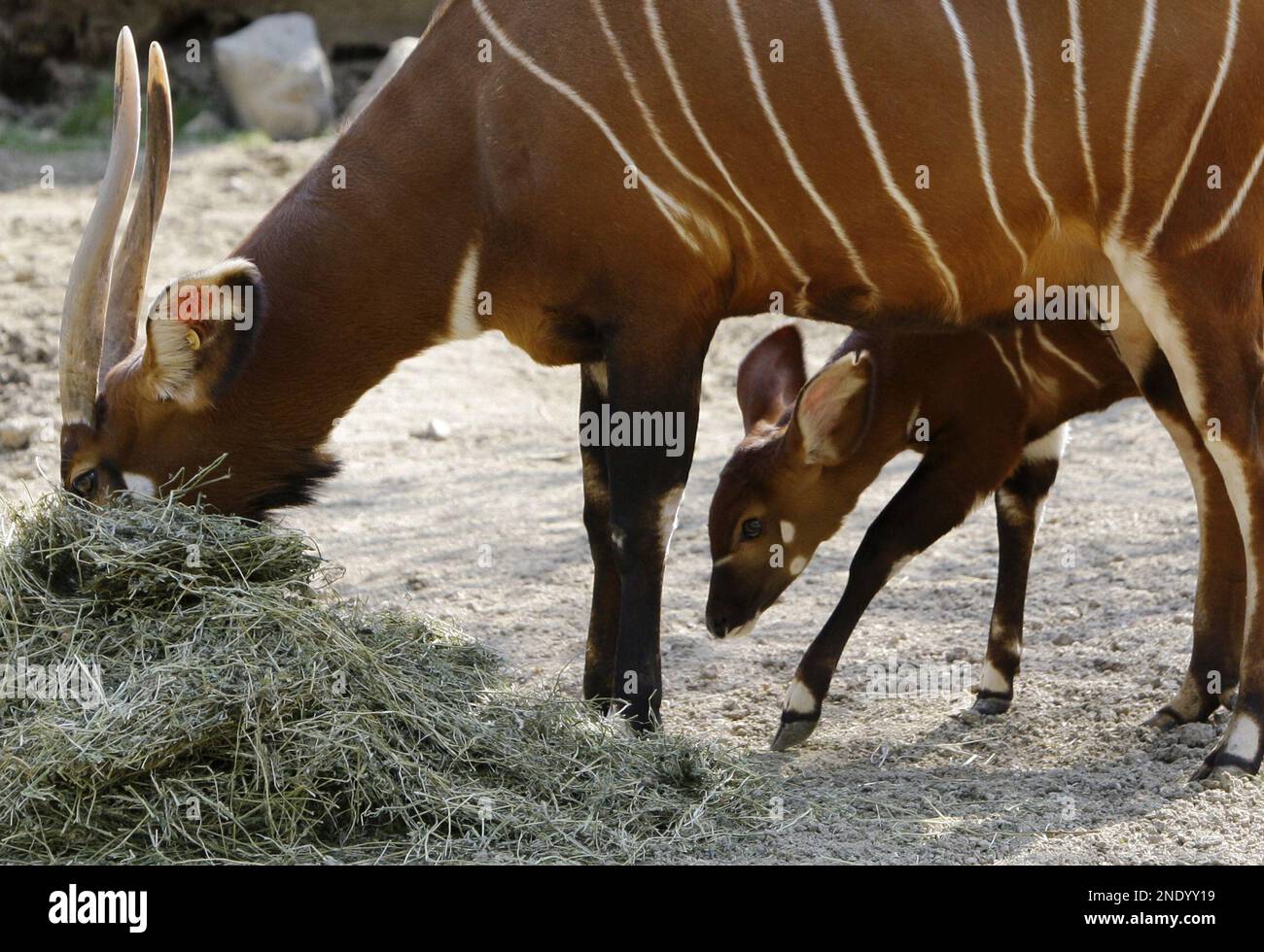 A 1-month-old female bongo walks next to her mother at the Cincinnati ...