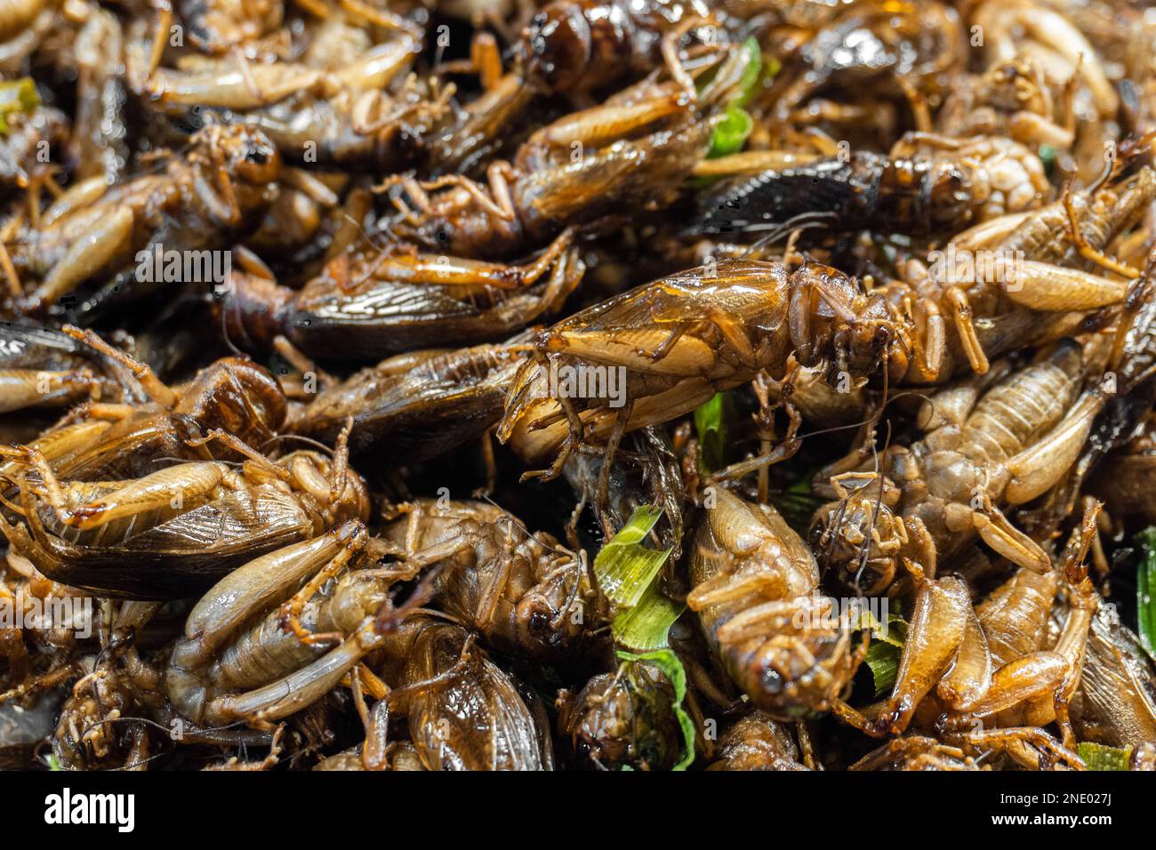 marco boiled grass hopper insect with vegetable in street food of Asia ...