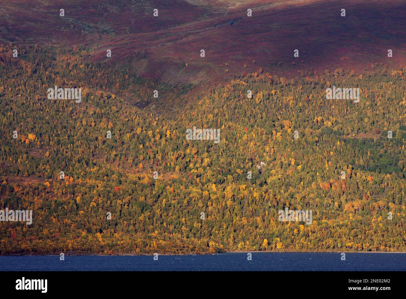 Colorful mountain slop up North, Lapland. Trees, tree lines, and high ...