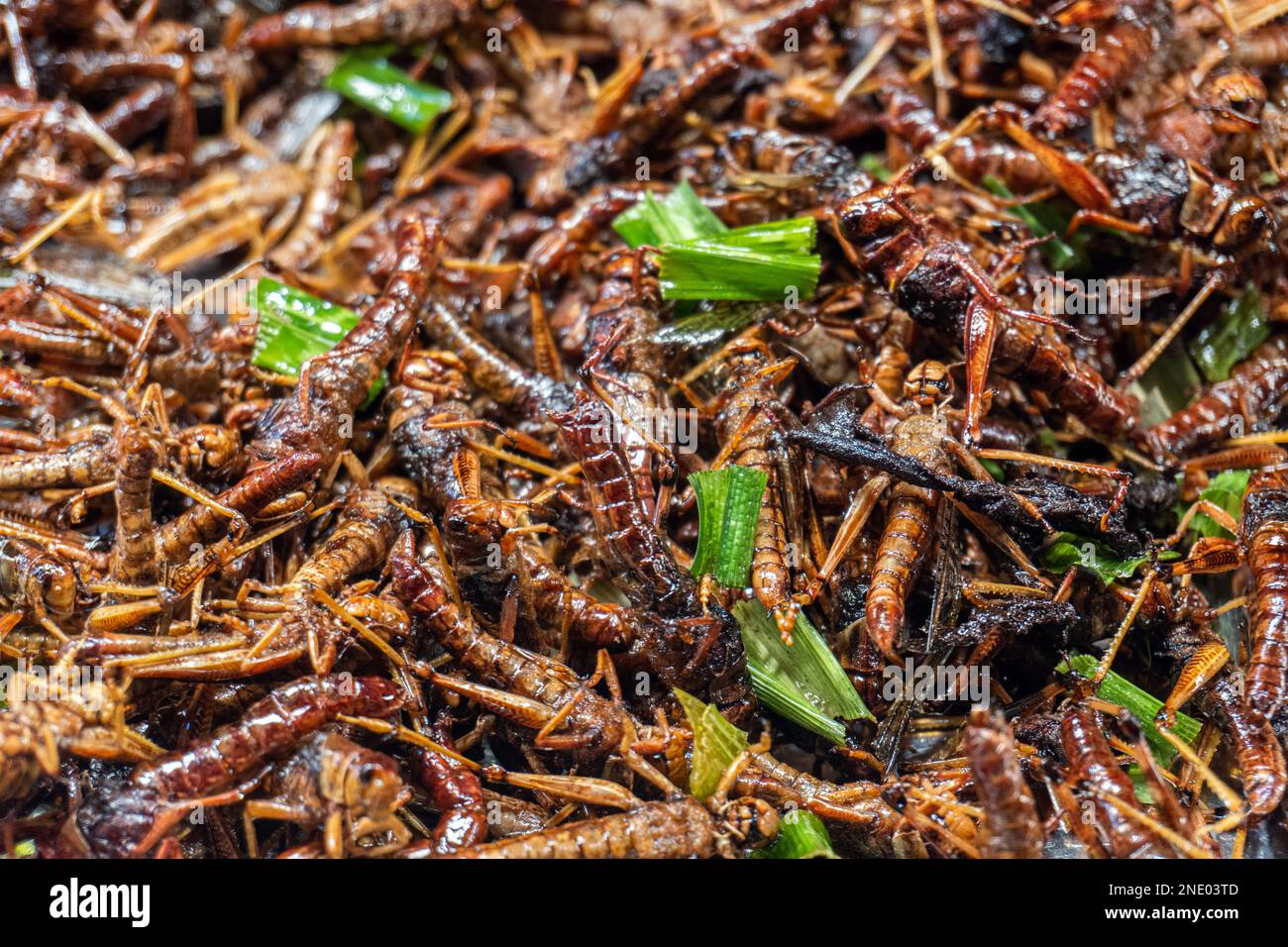 close up grasshopper boiled on Thai asia street food for protine snack ...