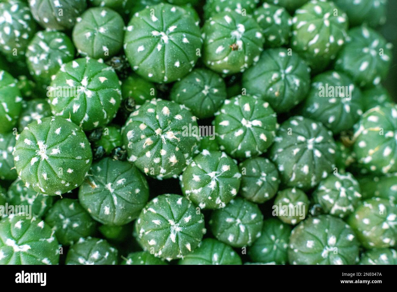 Macro, small cactus plants texture from top view for planting inside ...