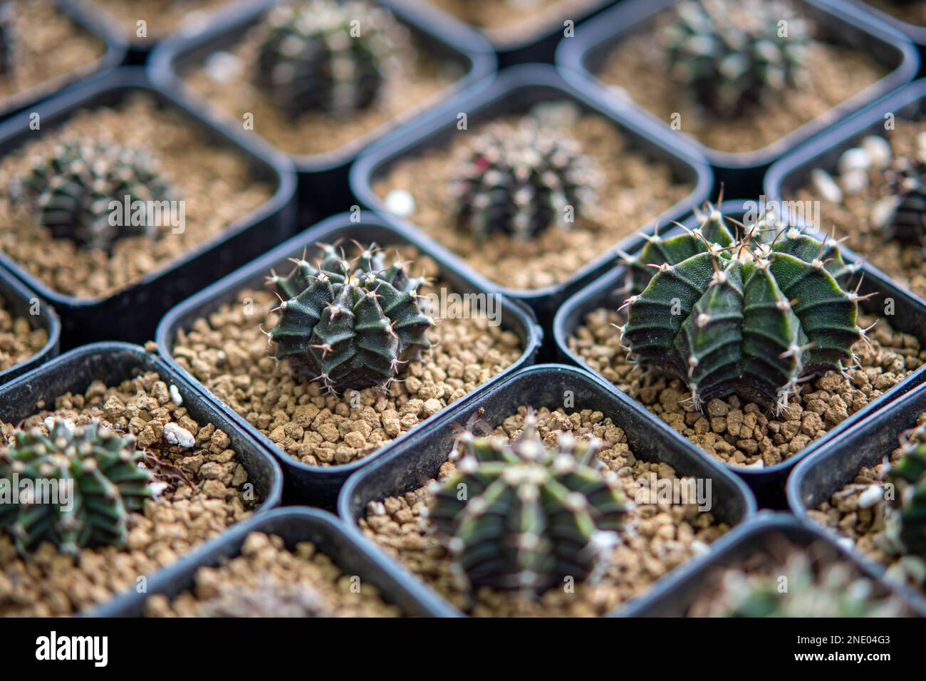 Macro, small cactus plants texture from top view for planting inside ...