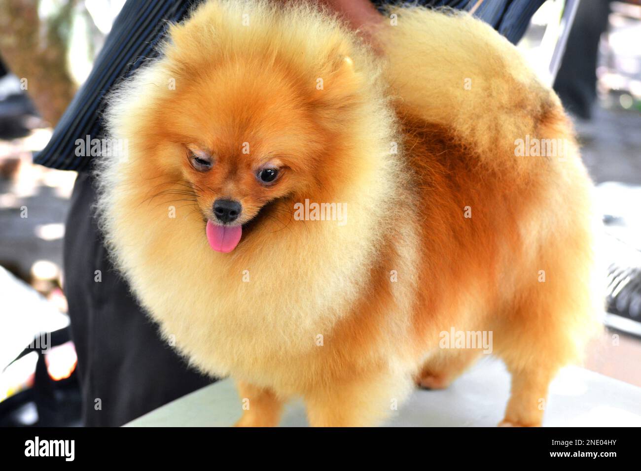 Cute Pomeranian dog with funny face expressions Stock Photo - Alamy