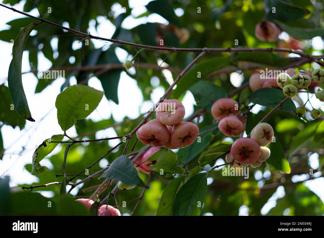 Guava on tree water hi-res stock photography and images - Alamy