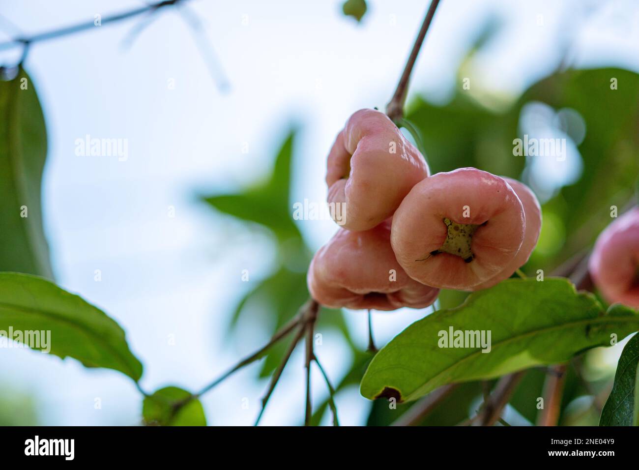 rose apple on tree in the garden Stock Photo - Alamy