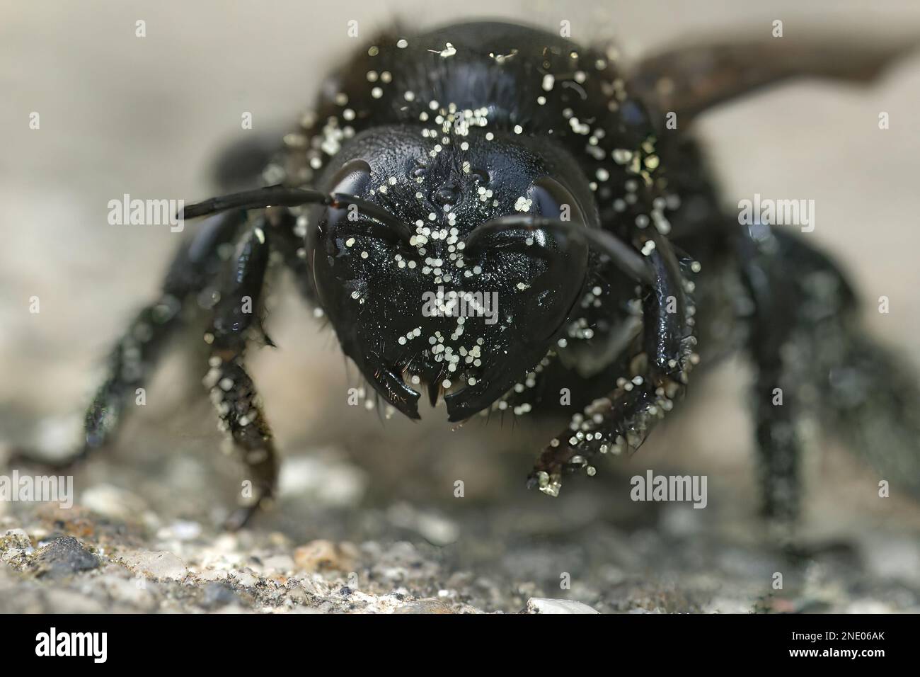Extreme closeup on the face of a Violet carpenter bee, Xylocopa ...