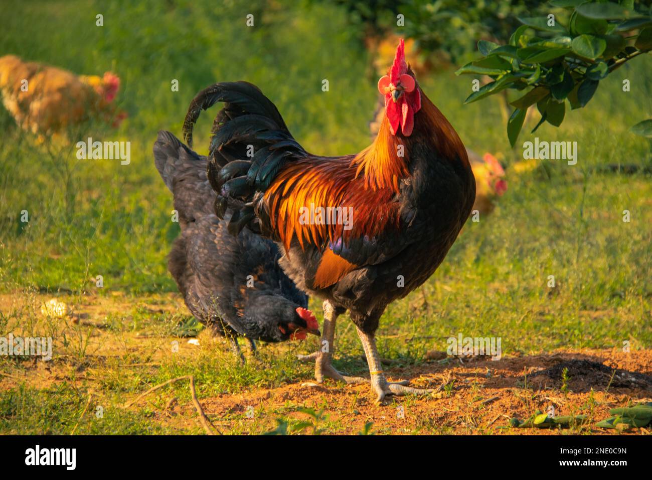 A closeup of a rooster in a field with hens on its background Stock ...