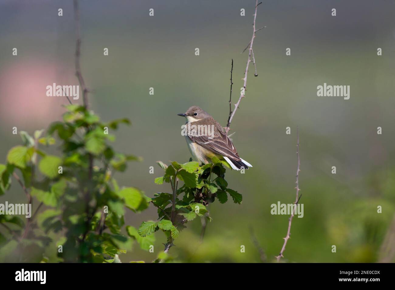 bird looking around in woodland, Red-breasted Flycatcher, Ficedula ...