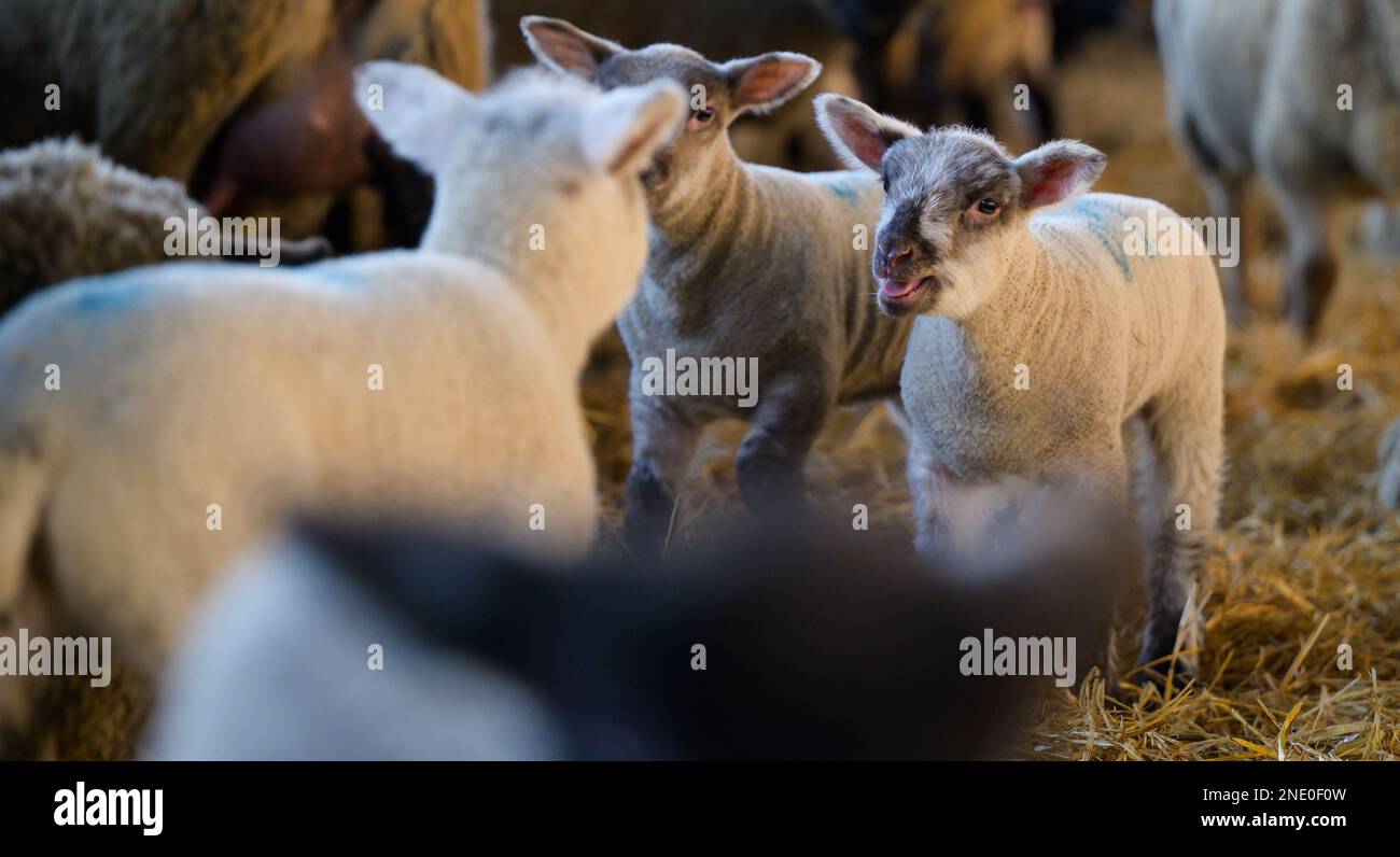 Bleckede, Germany. 08th Feb, 2023. Lambs a few days old stand in a barn ...